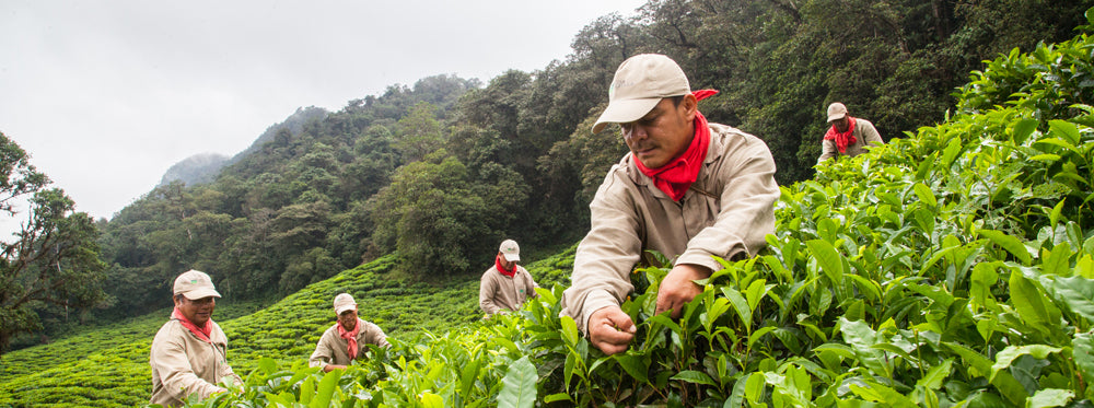 Colombia Green Tea – Simpson & Vail