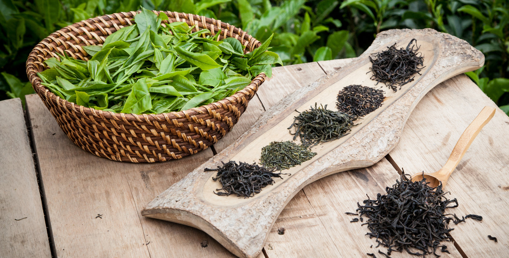 Colombian Black Tea – Simpson & Vail