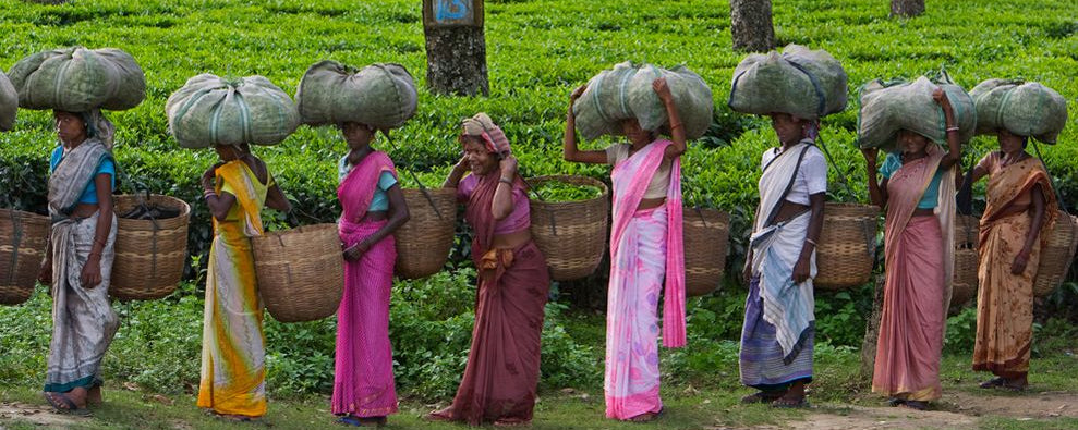 Other Green Tea – Simpson & Vail