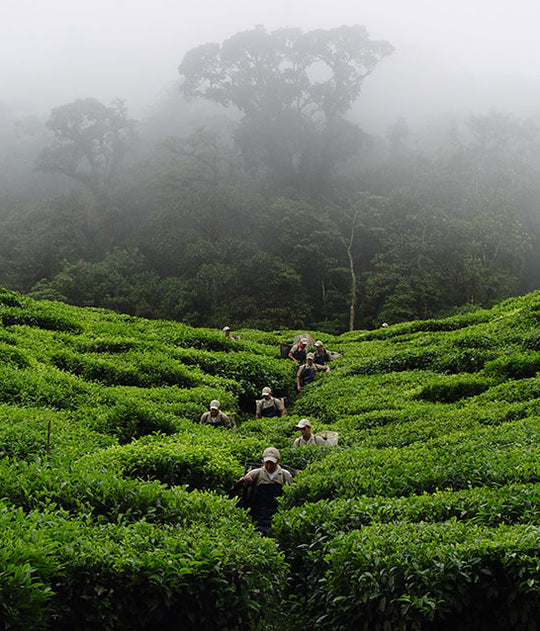 Colombian Black Tea – Simpson & Vail